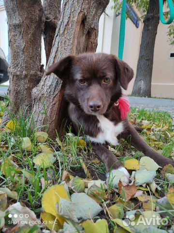 Собаки бесплатно в добрые руки