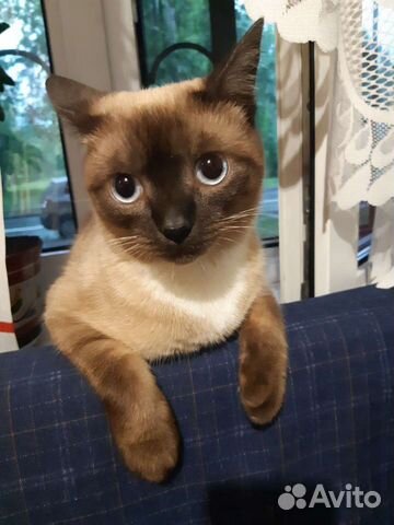 Тайский котик ищет