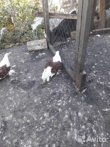 Голуби Кучерявые краснобокие