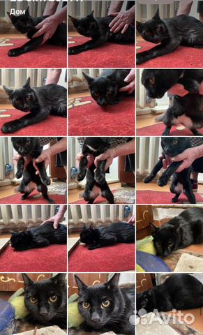 Курильский бобтейл ищет надежный и любящий дом