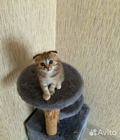 Шотланский вислоухий котенок