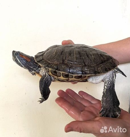 Отдам даром красноухую черепаху