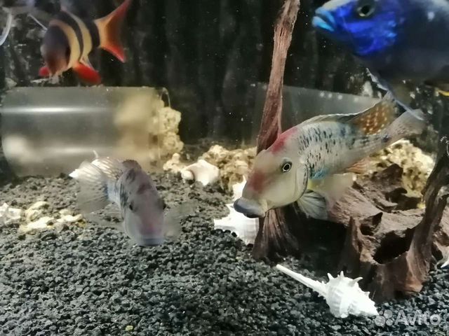 Геофагус Штайндахнера