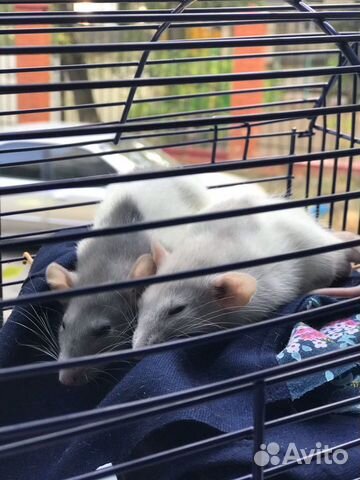 Крысёныш дамбо