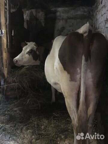 Корова высокоудойная