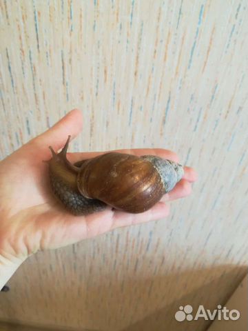 Улитки ахатины бесплатно