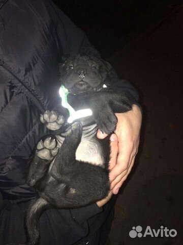 Щенки шарпей