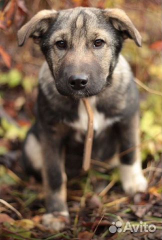 Щенок Терри в добрые руки