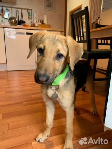 Щенок девочка