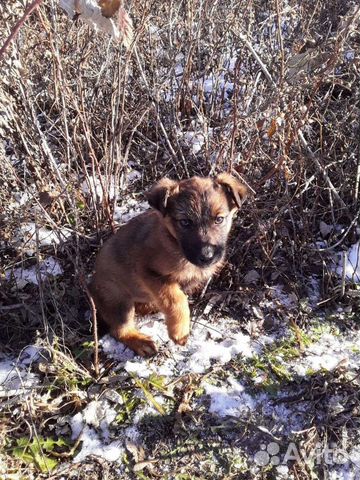 Девочка в добрые руки