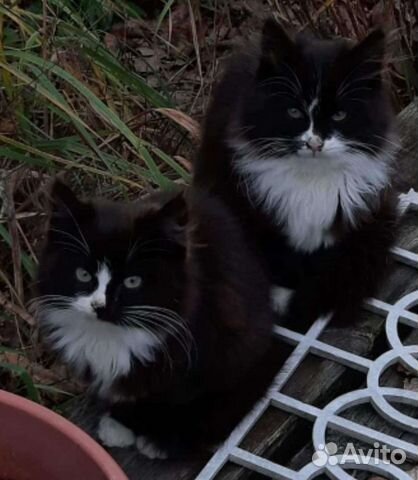 Котята норвежская лесная