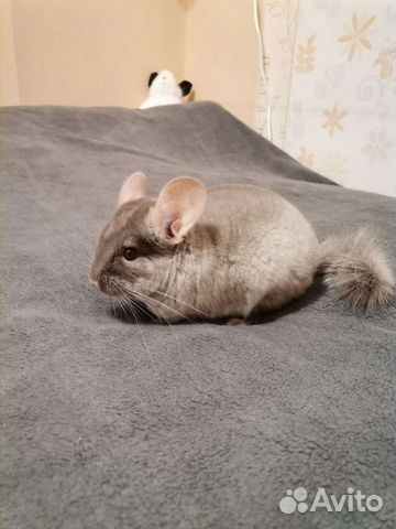 Шиншилла