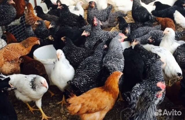 Цыплята 2 месяца