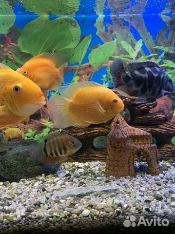 Аквариумные рыбки