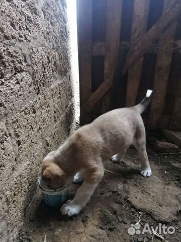 Щенки алабая