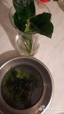 Водоросли для аквариума