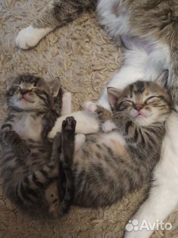 Замечательные котята 1,5 месяца