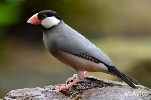 Рисовая Амадина