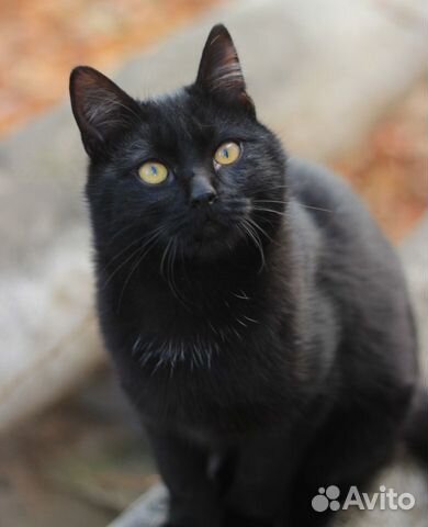 Кот Маркус в добрые руки