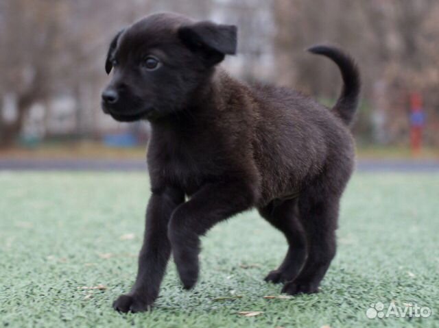 Щенок в добрые руки