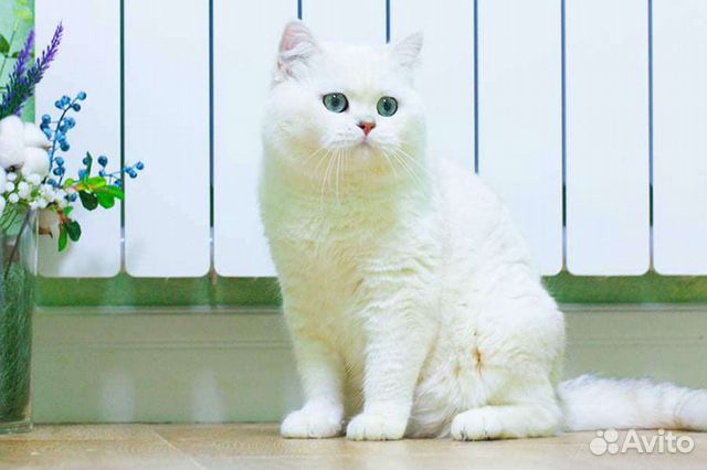 Племенной котик