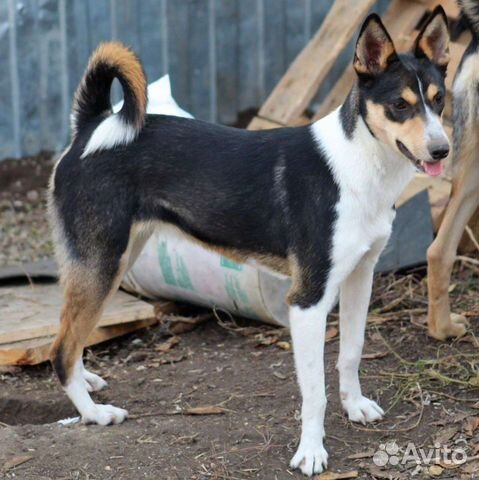 Малышка Фея ищет дом