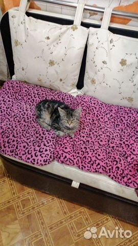 Котенок девочка в добрые руки