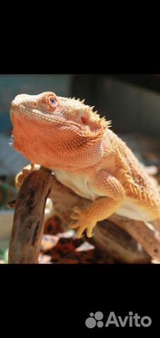 Барадатая агама