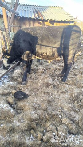 Продаются быки