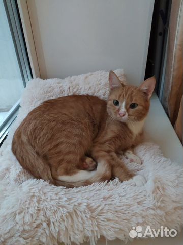 Кошечка Белочка