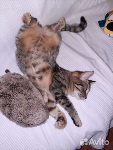 Кошка в дар