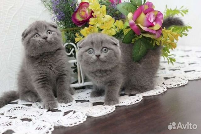Шотландская