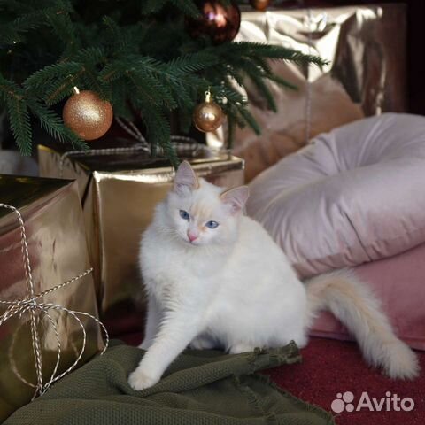 Котенок мальчик в добрые руки