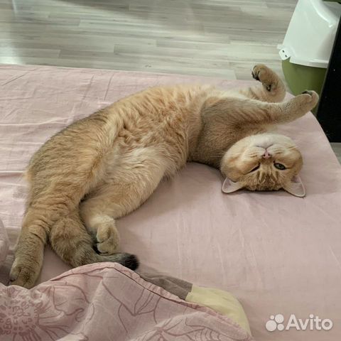 Британец золотой