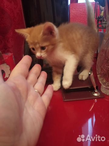 Рыжик -котёнок