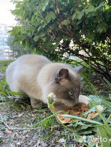 Красивый котик - Болинез
