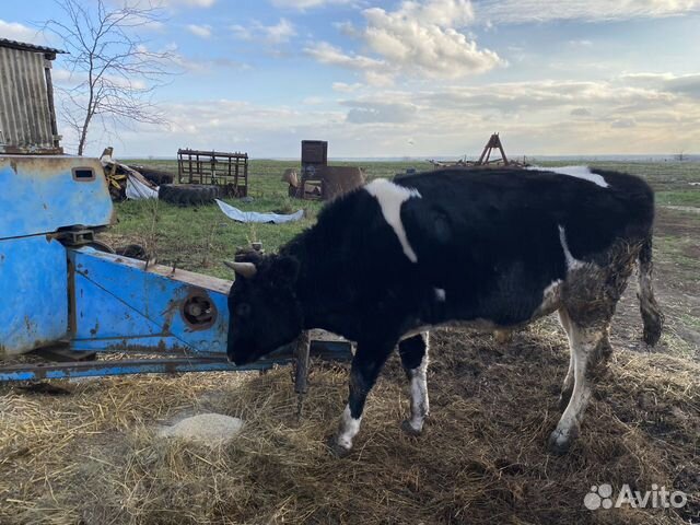 Быки 3 штуки