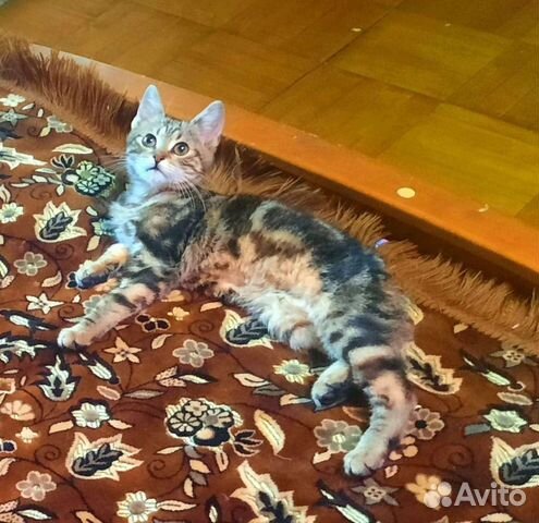Котёнок