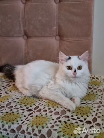 Отдам в добрые руки прекрасного котенка
