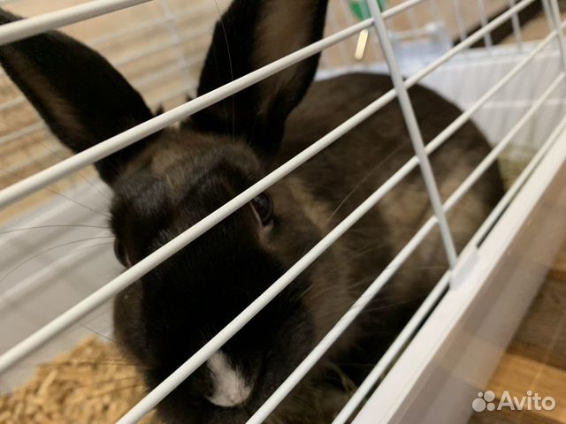 Декоративный кролик с клеткой