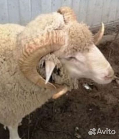 Бараны молодые котные