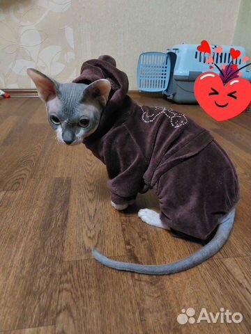 Ждём кошечку на вязку