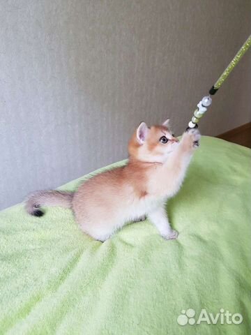 Кошки