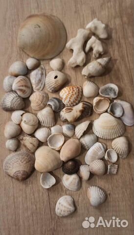 Морские ракушки