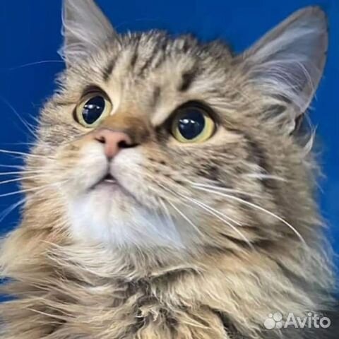 Ласковая краса Пушинка жила у трассы