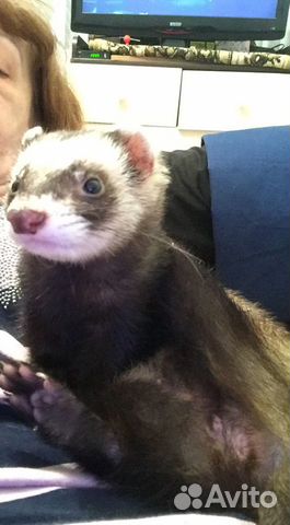 Хорек для вязки