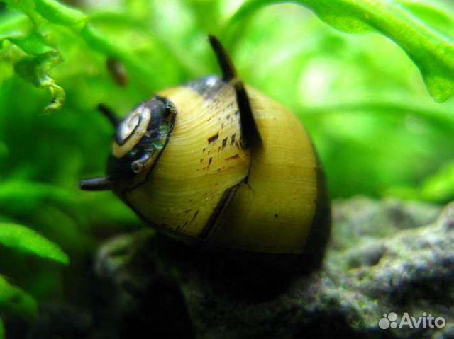 Рогатая улитка бесплатно