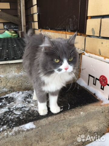 Кошка