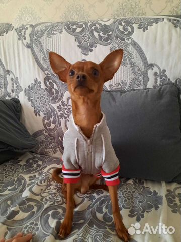 Собака для вязки