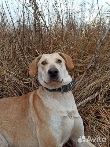 Активная собака в добрые руки